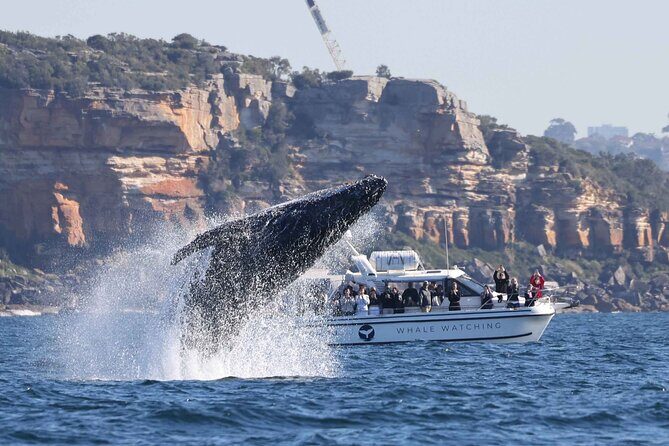 Whale Watching Boat Trip in Sydney - Who Is This Tour Best For?