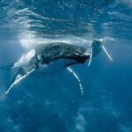 Whale Watching Bora Bora - Analyzing the Value & Overall Experience
