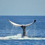Whale Watching Busselton - The Bottom Line: Is It Worth It?