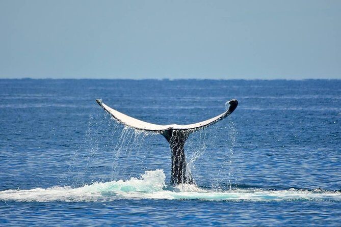 Whale Watching Busselton - The Bottom Line: Is It Worth It?
