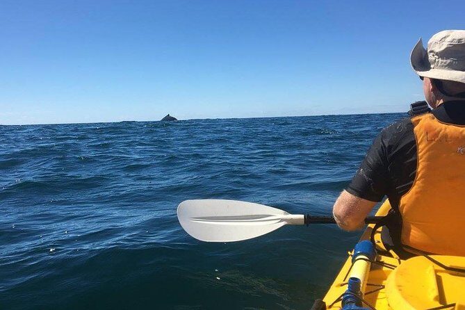 Whale Watching by Sea Kayak in Batemans Bay - Who Will Love This Experience?