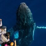 Whale Watching by Sea World Cruises - FAQs about Sea World Cruises Whale Watching