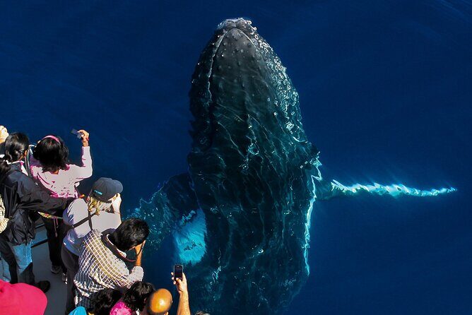 Whale Watching by Sea World Cruises - FAQs about Sea World Cruises Whale Watching