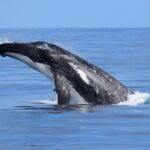 Whale Watching Cruise from Busselton, Augusta or Dunsborough - Authentic Encounters & Real Reviews