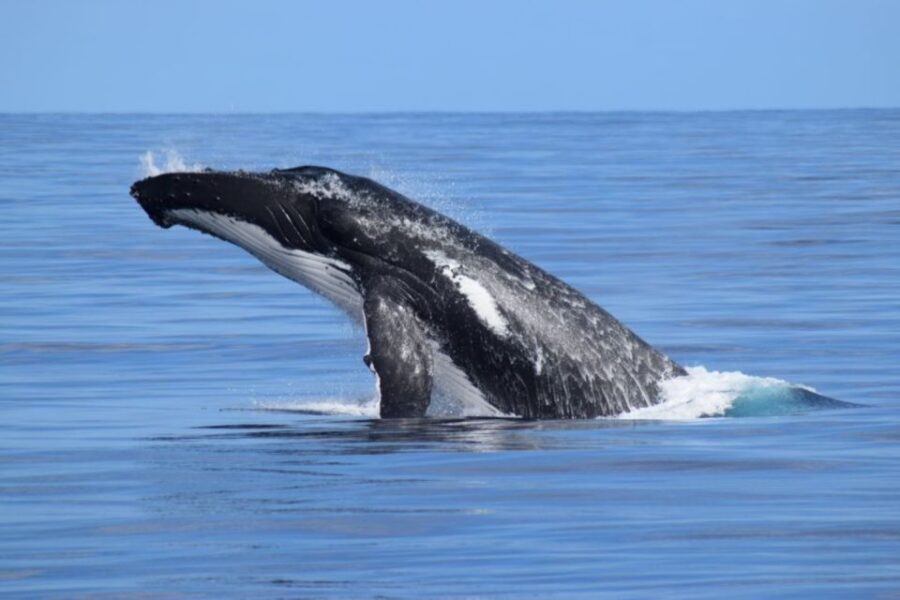 Whale Watching Cruise from Busselton, Augusta or Dunsborough - Authentic Encounters & Real Reviews