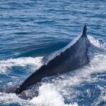Whale Watching Cruise from Mooloolaba - FAQ