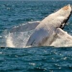 Whale Watching Cruise in New South Wales - Who Will Love This Tour?