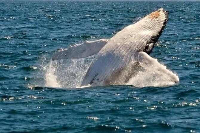 Whale Watching Cruise in New South Wales - Who Will Love This Tour?