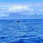 Whale watching DE Humpback West Coast of Tahiti - Who Should Consider This Tour?