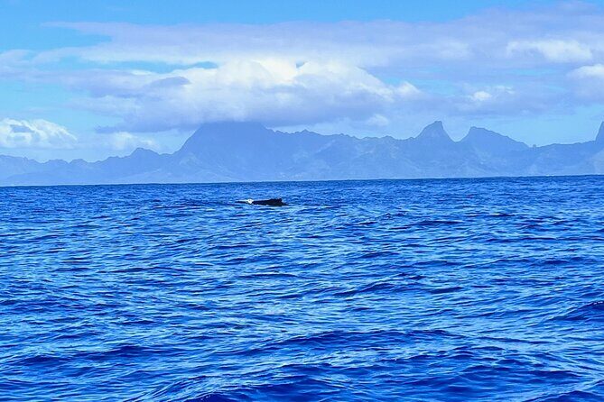 Whale watching DE Humpback West Coast of Tahiti - Who Should Consider This Tour?