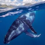 Whale watching DE Tahiti Peninsula - What Makes This Whale Watching Tour Special?