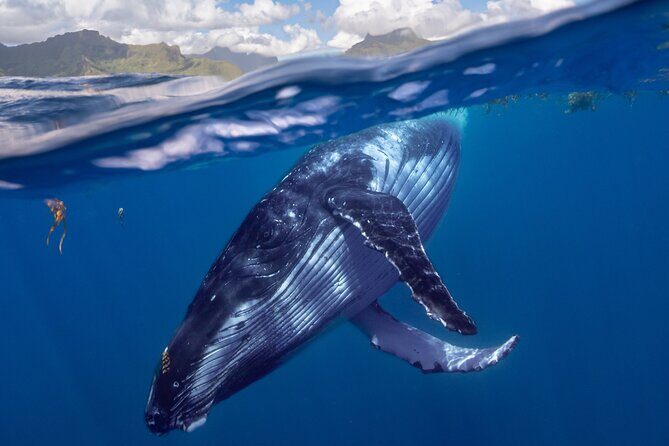 Whale watching DE Tahiti Peninsula - What Makes This Whale Watching Tour Special?