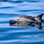 Whale Watching Discovery Tour from Lake Macquarie - An In-Depth Look at the Whale Watching Discovery Tour