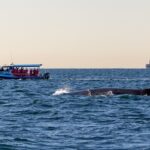 Whale Watching Discovery Tour from Lake Macquarie - Final Thoughts