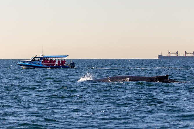Whale Watching Discovery Tour from Lake Macquarie - Final Thoughts