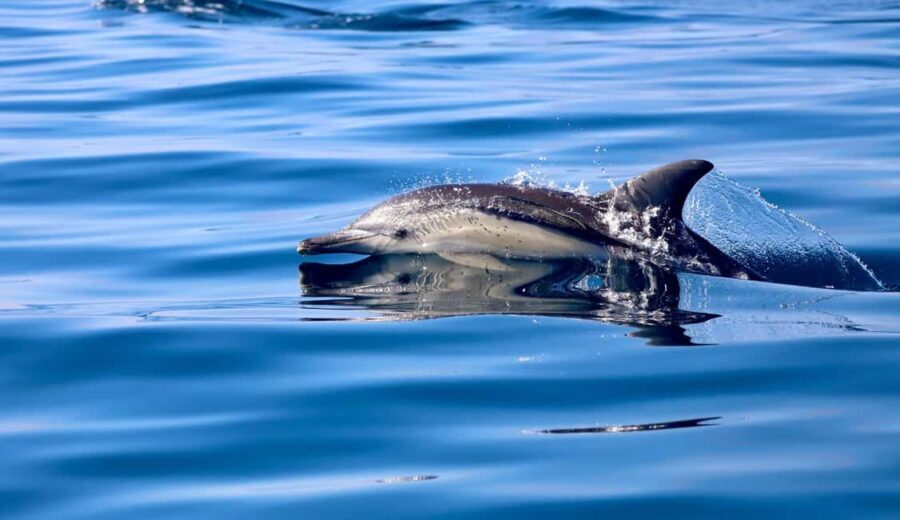 Whale Watching Discovery Tour from Lake Macquarie - An In-Depth Look at the Whale Watching Discovery Tour