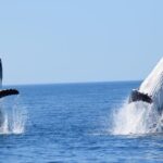 Whale Watching Dunsborough - Exploring the Itinerary: What to Expect