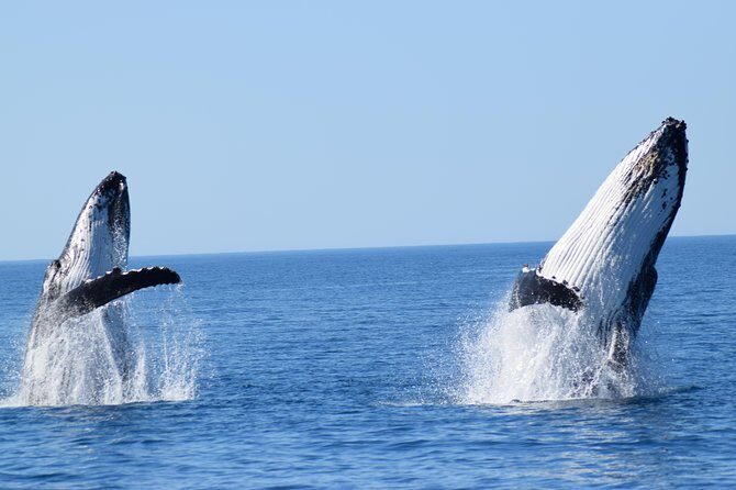 Whale Watching Dunsborough - Exploring the Itinerary: What to Expect