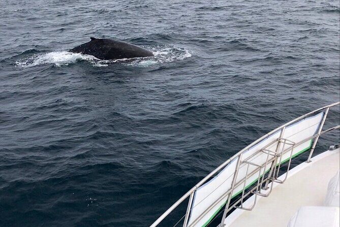 Whale Watching from Augusta in Western Australia - The Practical Details