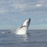 Whale Watching Gold Coast - FAQ