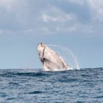 Whale Watching Gold Coast - Booking, Pricing, and Practical Considerations