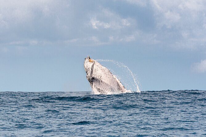 Whale Watching Gold Coast - Booking, Pricing, and Practical Considerations