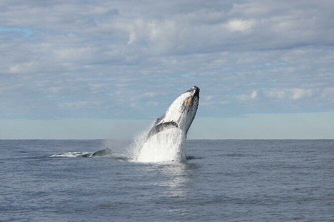 Whale Watching Gold Coast - FAQ
