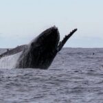 Whale Watching in Coffs Harbour - Analyzing the Value