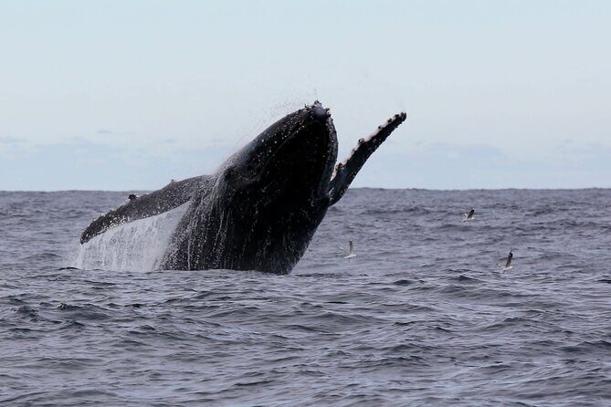 Whale Watching in Coffs Harbour - Analyzing the Value