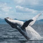 Whale Watching in Kaikoura by Boat - Itinerary Breakdown