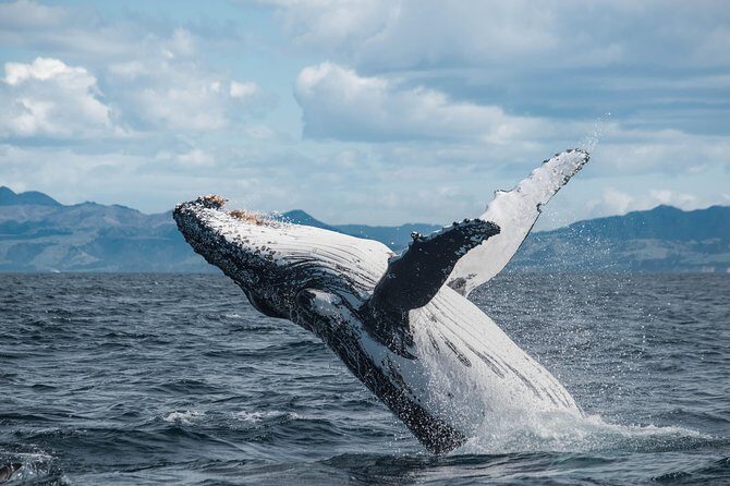 Whale Watching in Kaikoura by Boat - Itinerary Breakdown