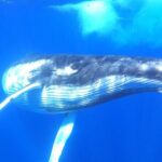 Whale watching in Moorea - Who Will Love This Tour?