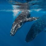 Whale watching in Moorea  Half-day private tour - FAQs