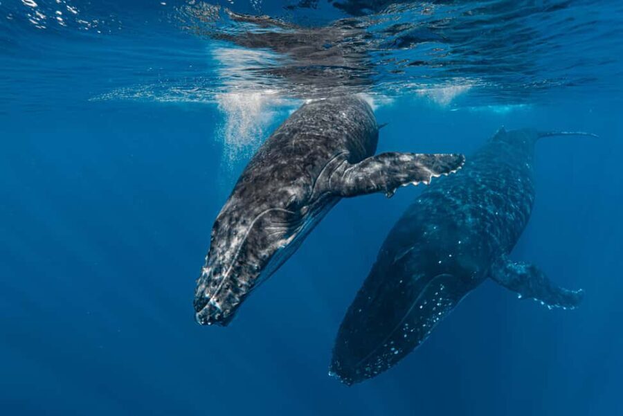 Whale watching in Moorea  Half-day private tour - FAQs
