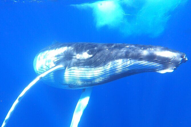Whale watching in Moorea - Who Will Love This Tour?