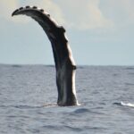 Whale watching in the calm of the peninsula with Ttahi tours - Who Is This Tour Best For?