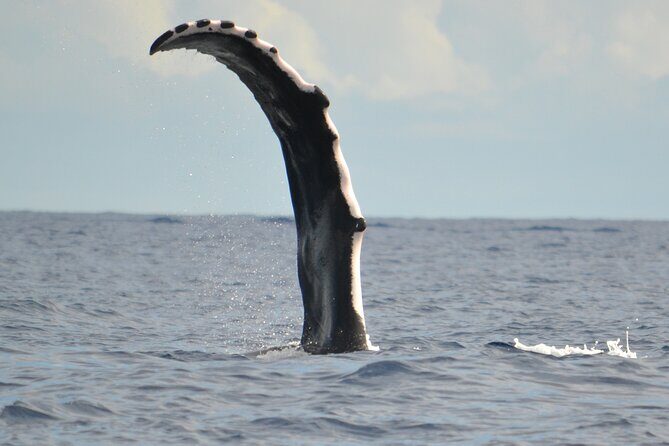 Whale watching in the calm of the peninsula with Ttahi tours - Who Is This Tour Best For?