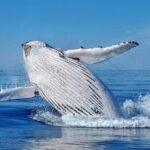 Whale Watching Moorea (non-swimming) - Who Should Consider This Tour?