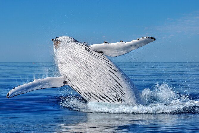 Whale Watching Moorea (non-swimming) - Who Should Consider This Tour?