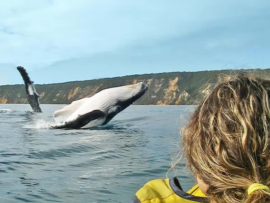 Whale Watching Ocean Kayak & Beach 4X4 Tour Noosa - Pricing and Value
