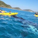 Whale Watching Ocean Kayak + Great Beach Drive Adventure - What Makes This Tour Stand Out?