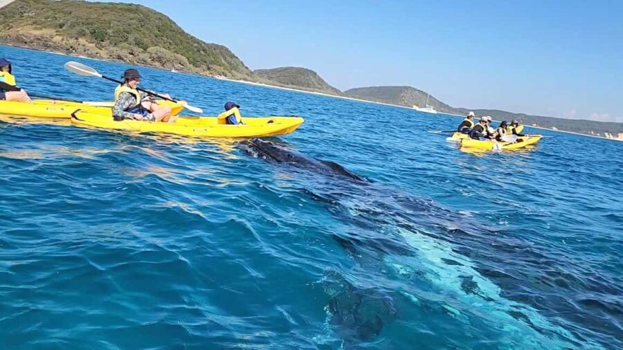 Whale Watching Ocean Kayak + Great Beach Drive Adventure - What Makes This Tour Stand Out?