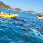 Whale Watching Ocean Kayak Tour - Practical Details: What You Need to Know