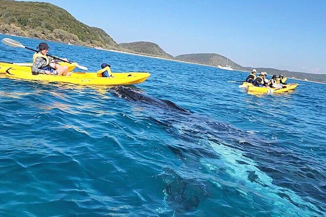 Whale Watching Ocean Kayak Tour - Practical Details: What You Need to Know