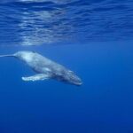 Whale watching on the preserved and quiet coast of Paea (Pk26) - The Sum Up