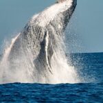 Whale Watching Sydney - Practical Details and Considerations