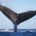 Whale Watching Sydney 2-Hour Express Cruise - The Itinerary and What to Expect