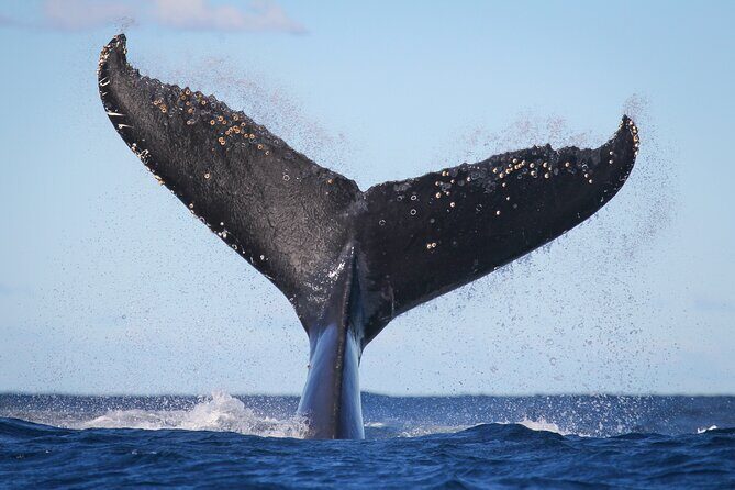 Whale Watching Sydney 2-Hour Express Cruise - The Itinerary and What to Expect