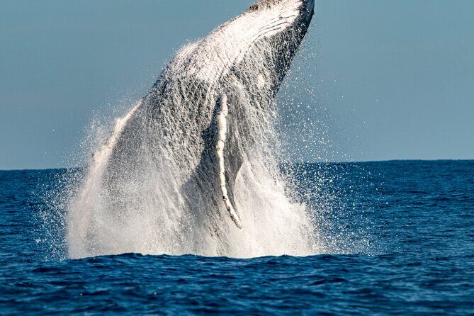 Whale Watching Sydney - Practical Details and Considerations