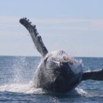 Whale Watching Terrigal - The Experience: What It Feels Like to Be Out There